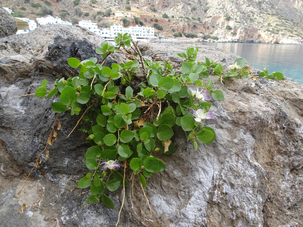 Rock Caper from Loutro, Griechenland on May 14, 2023 at 05:23 PM by ...