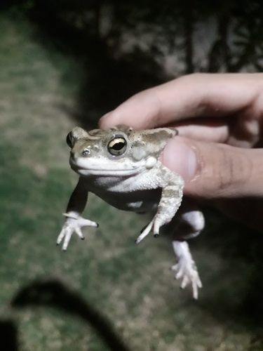 Indus Valley Toad (Lizards of Chhattisgarh, India) · iNaturalist