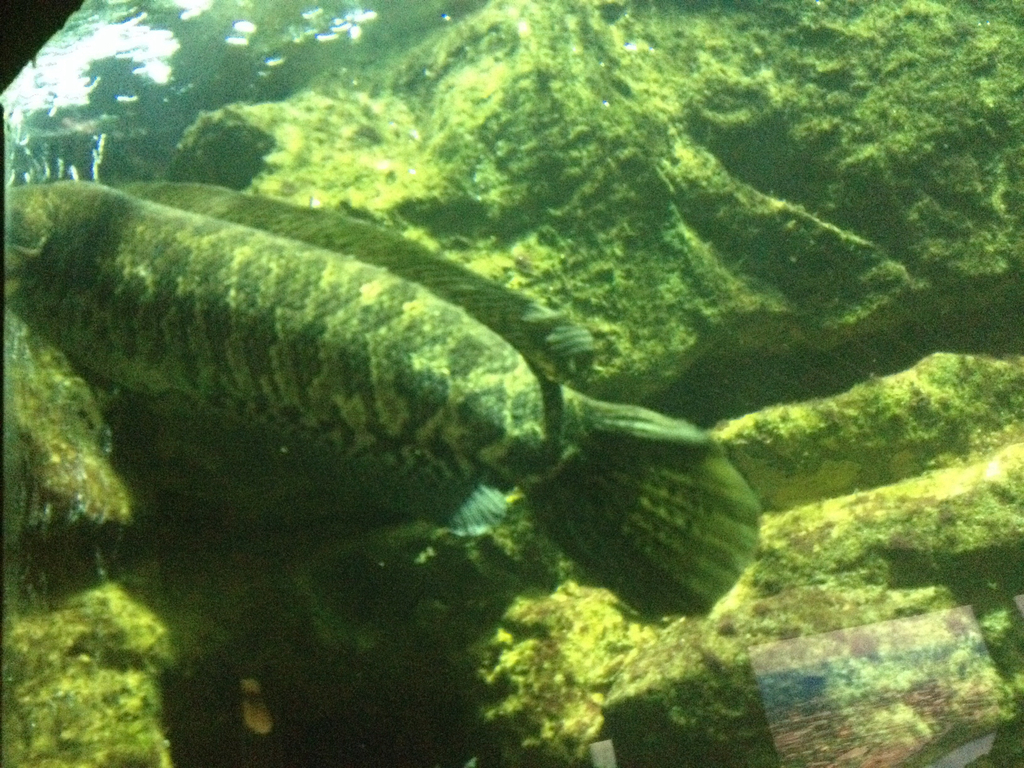 Northern Snakehead (Invasive Species of Texas) · iNaturalist