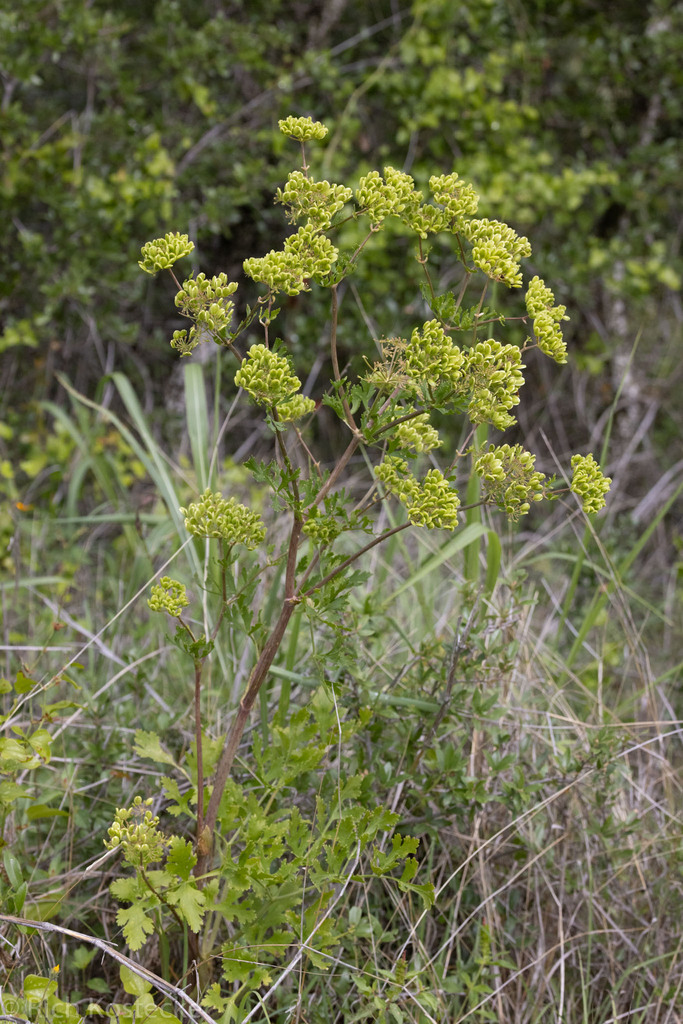 Texas Prairie Parsley from McCulloch County, TX, USA on June 4, 2023 at ...