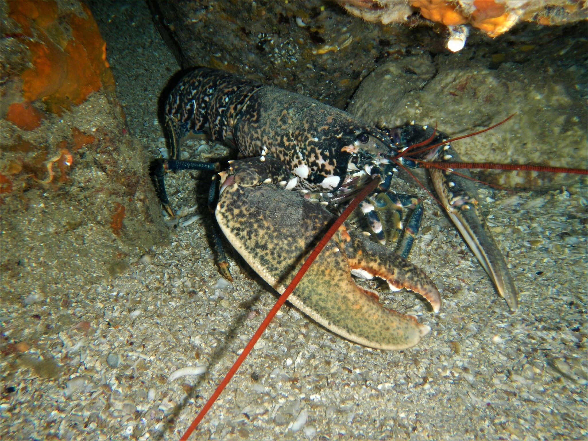 Homarus gammarus (Linnaeus, 1758)