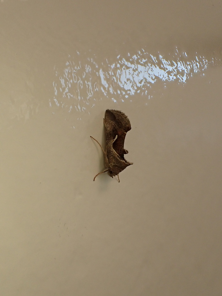 Celery Looper Moth from Val Marie No. 17, SK S0N, Canada on May 30 ...