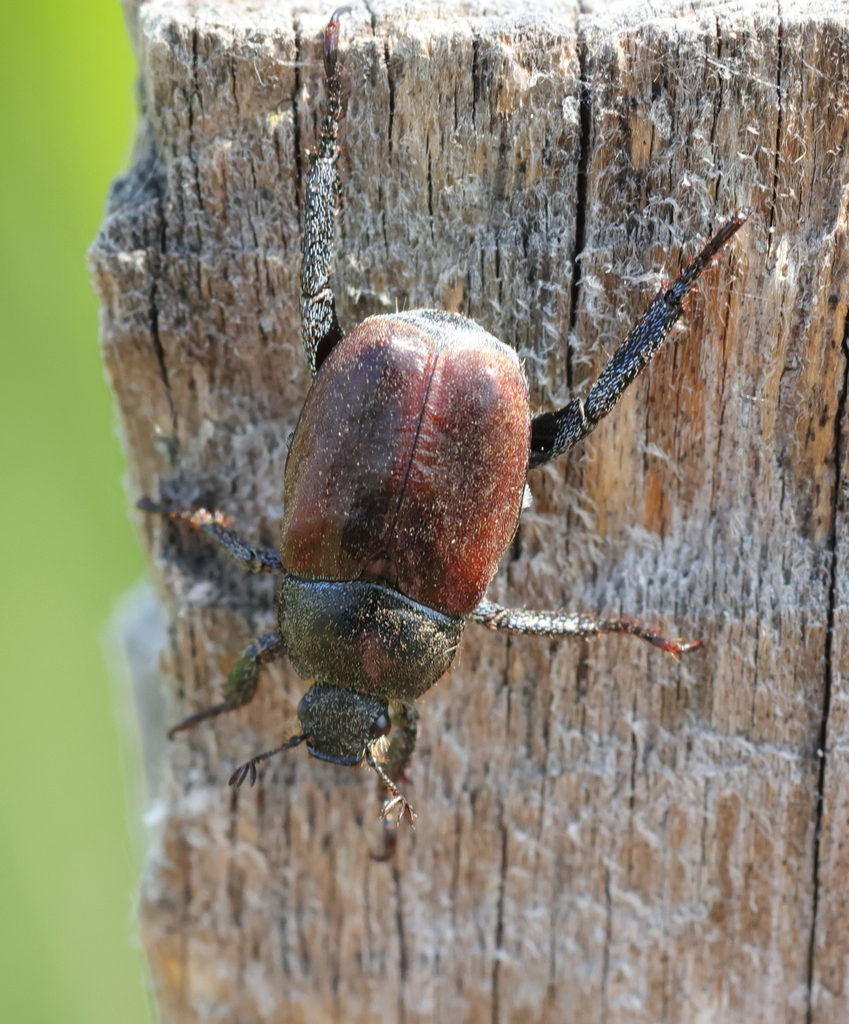 Welsh Chafer from Oudalle, France on June 5, 2023 at 06:45 PM by ...