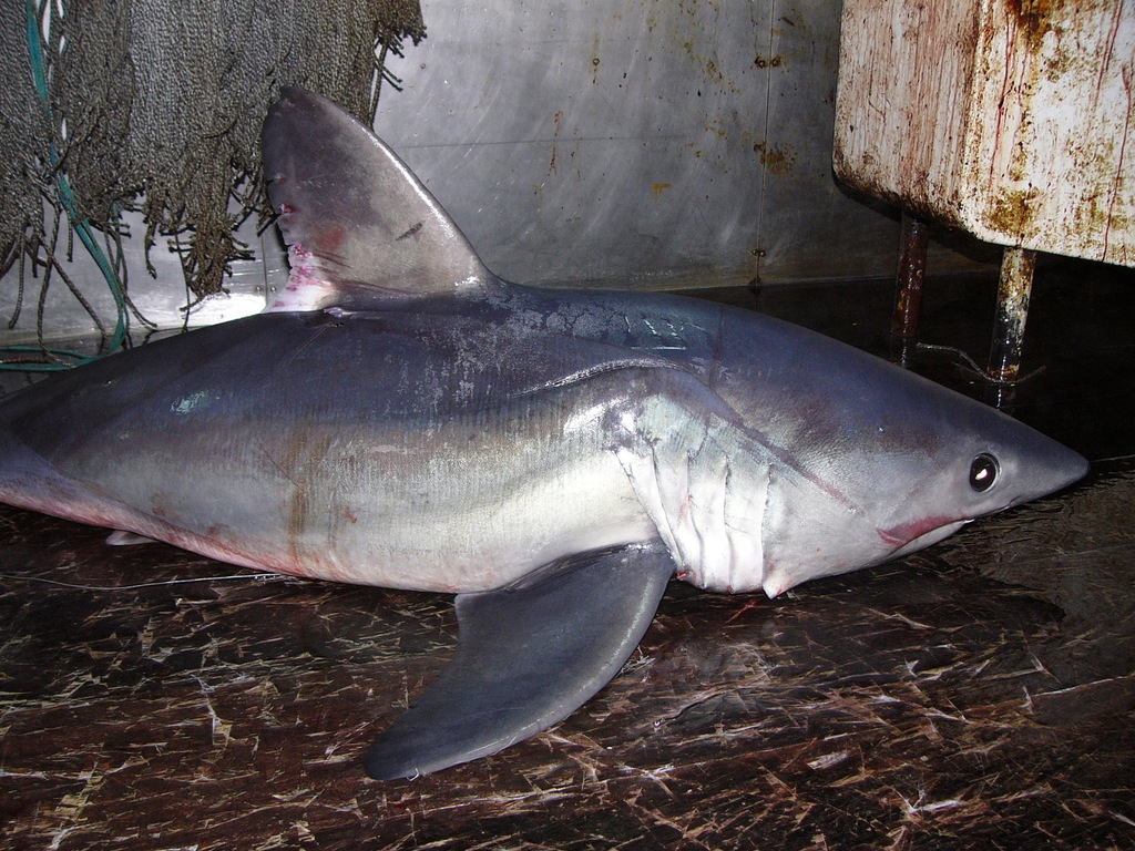 Porbeagle from South Pacific on January 2, 2005 at 03:29 PM by Gonzalo ...