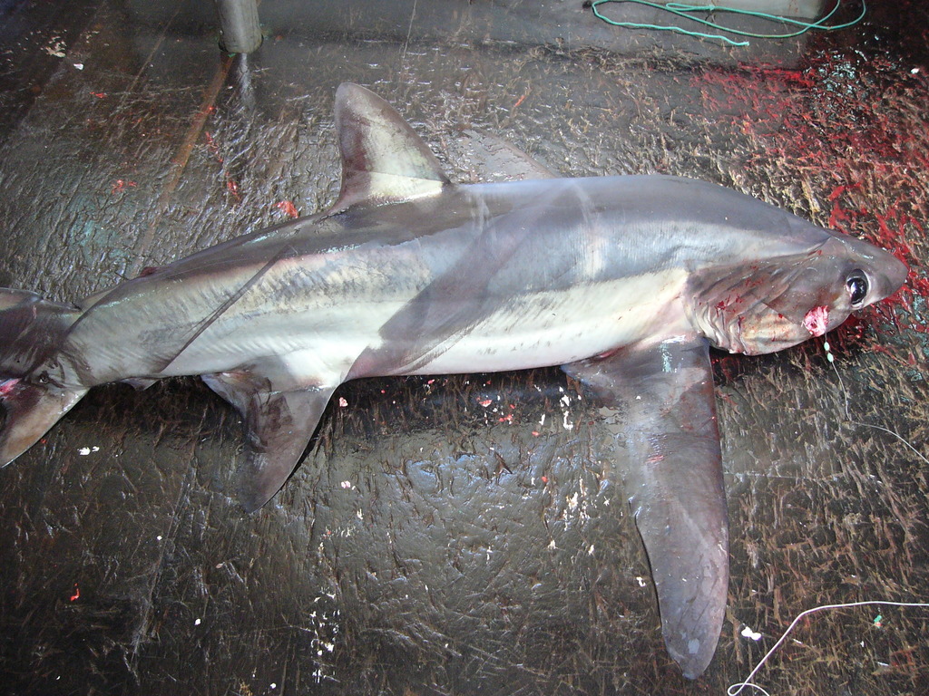 Bigeye Thresher Shark (Alopias superciliosus) - Marine Life Identification