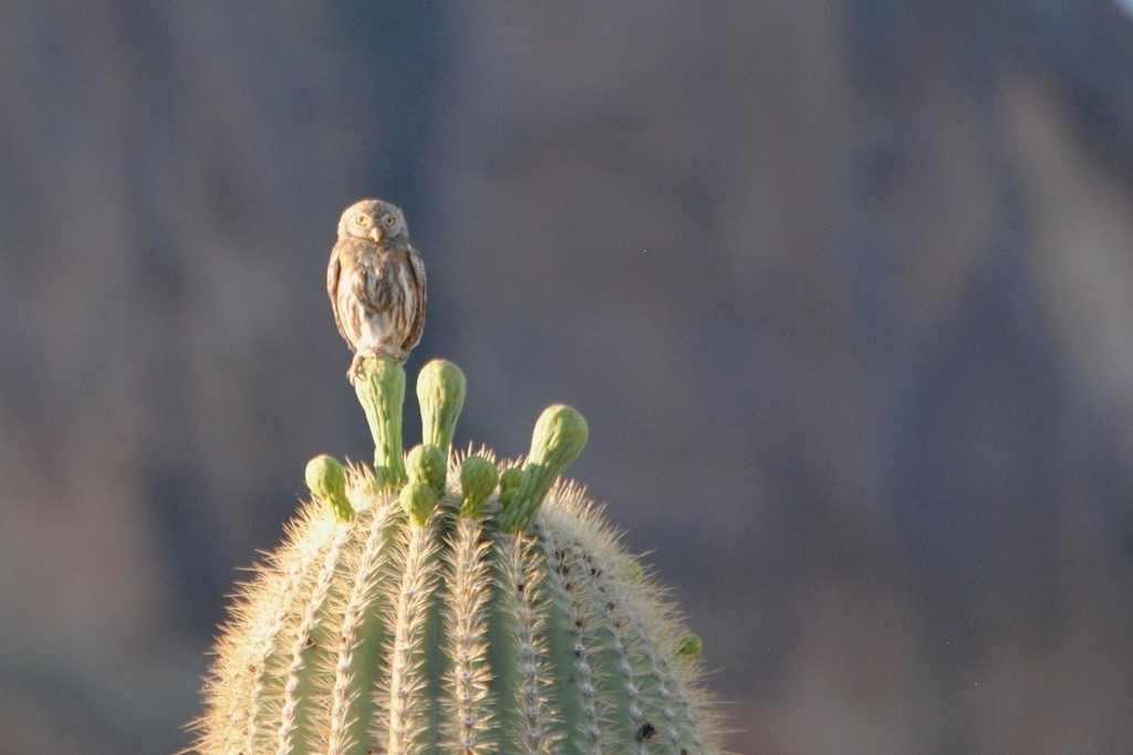 cactus ferruginous pygmy-owl in May 2016 by Caleb Strand · iNaturalist
