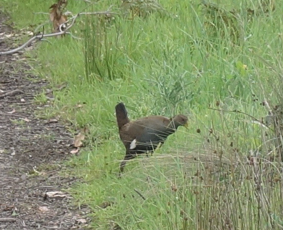 Tasmanian Native-hen from Wayatinah TAS 7140, Australia on November 30 ...