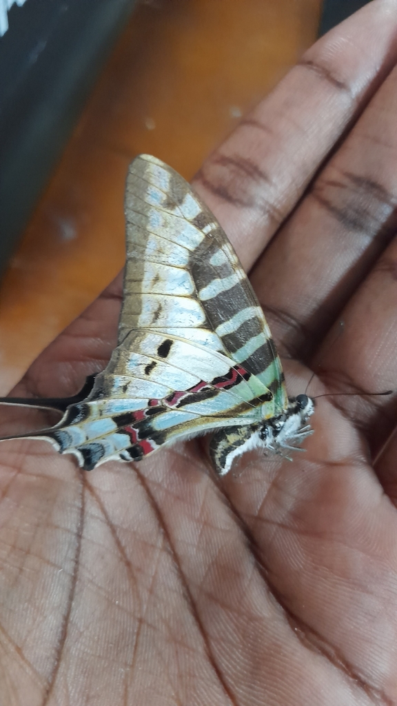 Tello's Small Striped Swordtail from A.P. Leventis Ornithological ...