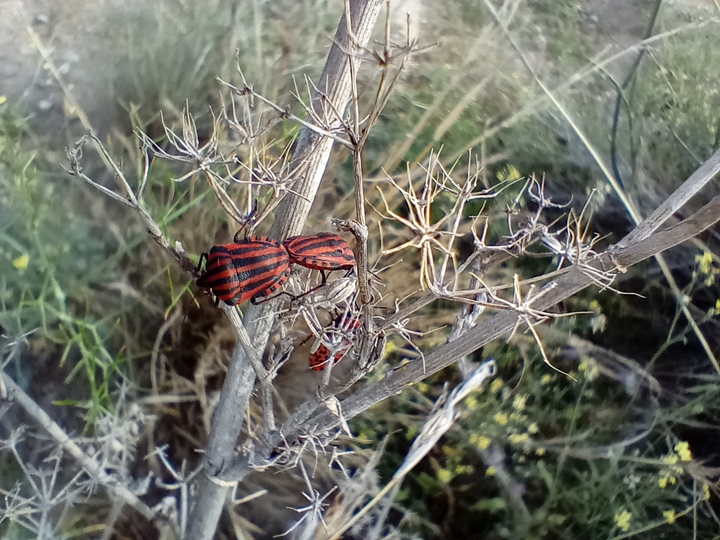 Continental Striped Shield Bug from 08398 Santa Susanna, Barcelona ...