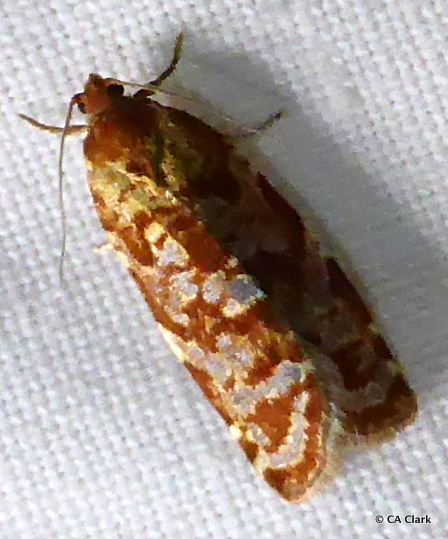 Sugar Pine Tortrix Moth (Moths of Montana, USA) · iNaturalist