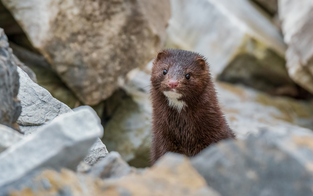 American Mink from Vermont, USA on December 1, 2018 at 02:40 PM by Kyle ...