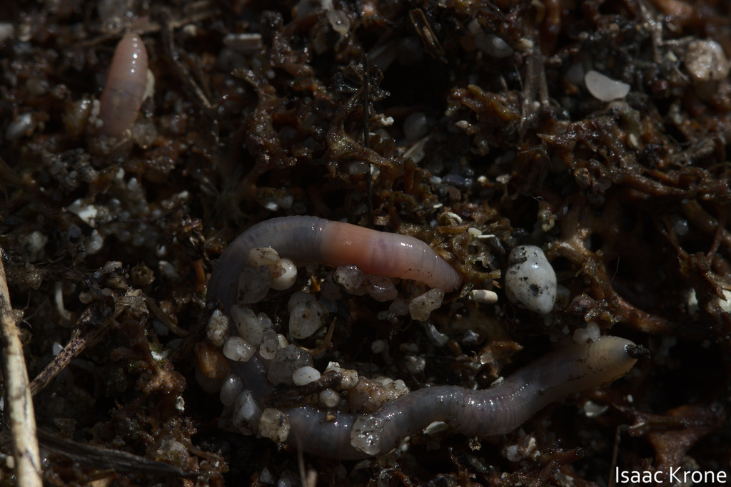 Earthworms from Carmel River State Beach, Monterey, California, United ...