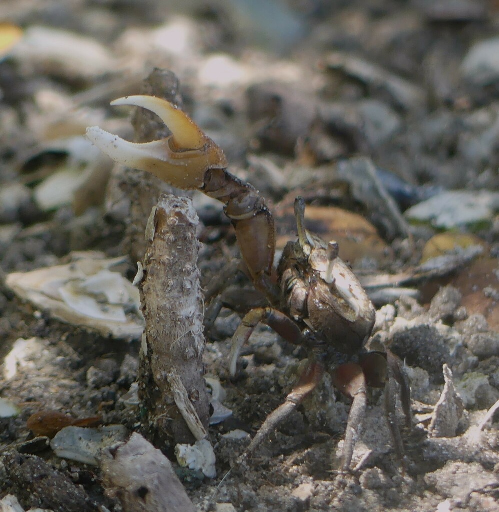 Mudflat Fiddler Crab from Manatee County, FL, USA on June 6, 2023 at 11 ...