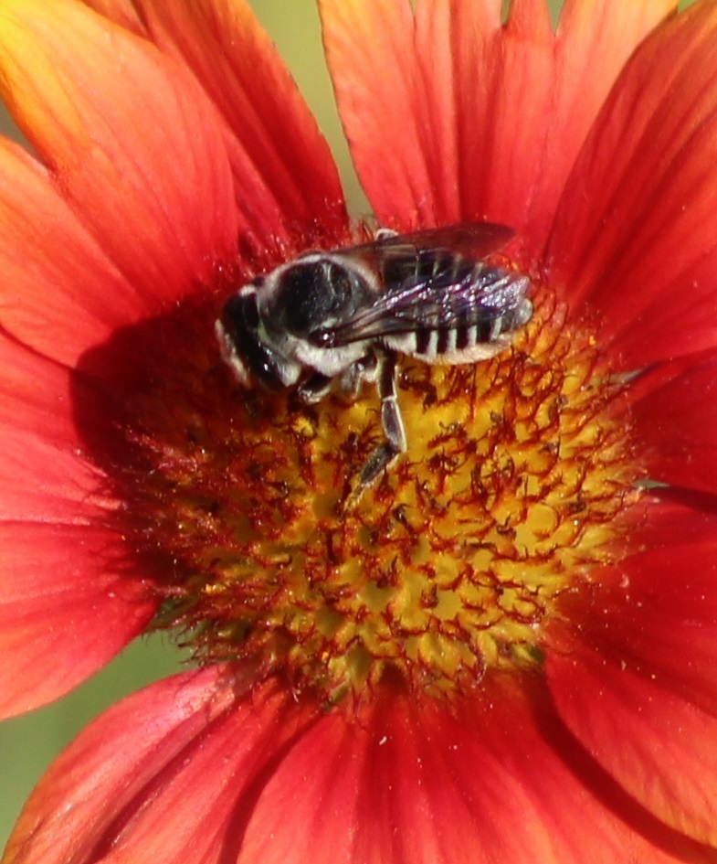 Leafcutter, Mortar, and Resin Bees from Gainesville, FL, USA on June 5 ...