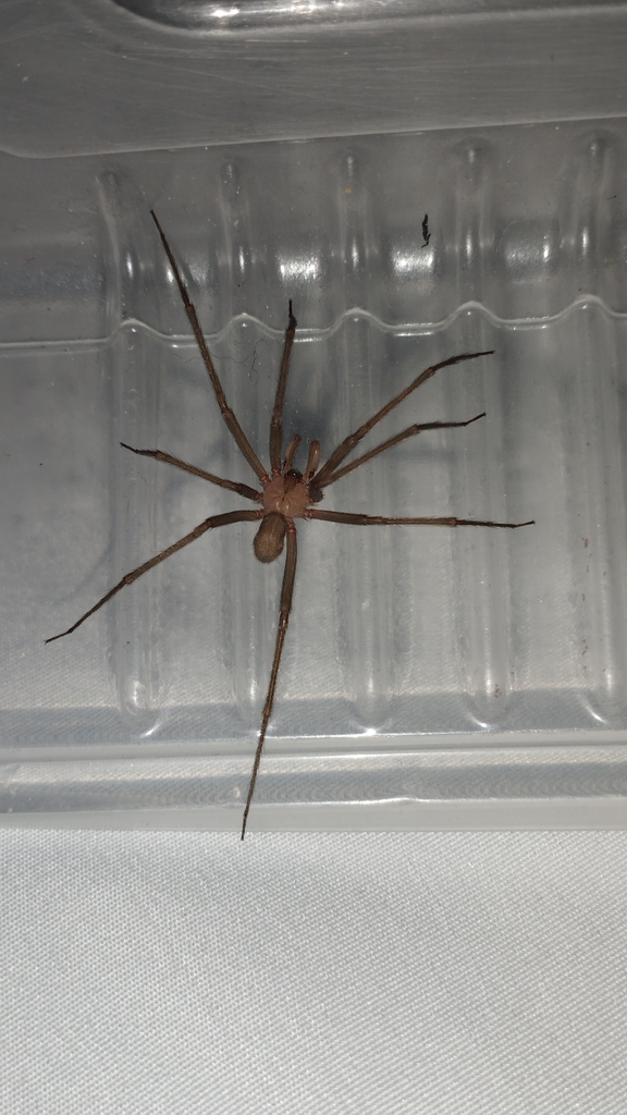 Chilean Recluse from COHAB Guabiroba, Pelotas - RS, 96040-340, Brasil ...
