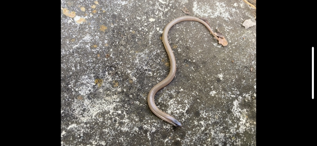 Flat-headed Snake in May 2023 by henrygriffin. Lifer · iNaturalist