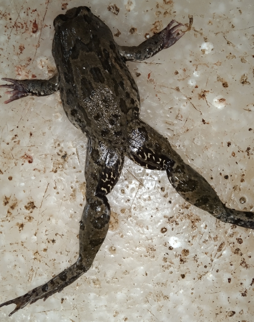 Crab-eating Frog from J6XC+WQV, Kahuripan, Kec. Tawang, Kab ...