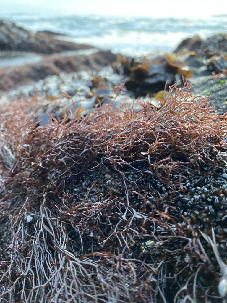 Florideophycean algae from Caleta Llaihue, Biobío, CL on June 4, 2023 ...