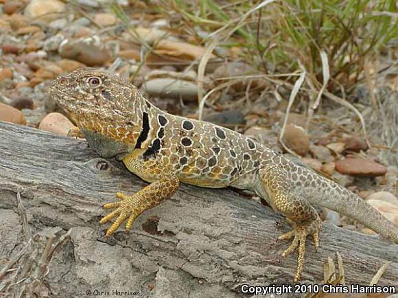 Reticulate Collared Lizard in March 2003 by Chris Harrison · iNaturalist