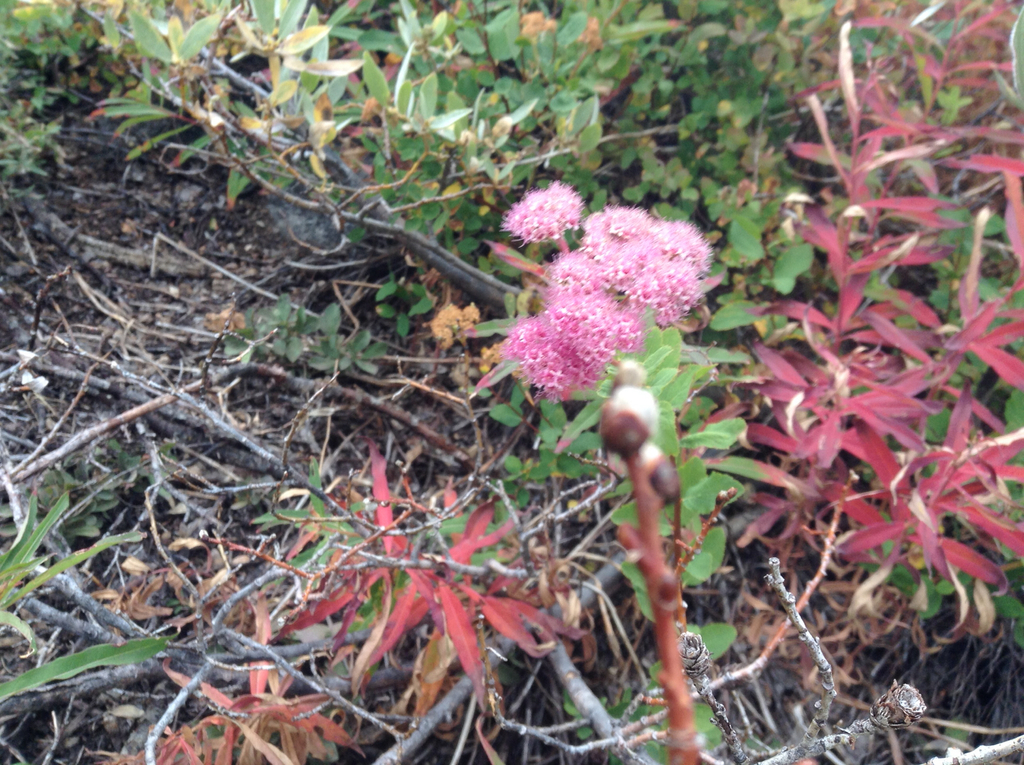 Mountain Spirea from Desolation Wilderness, Eldorado National Forest ...