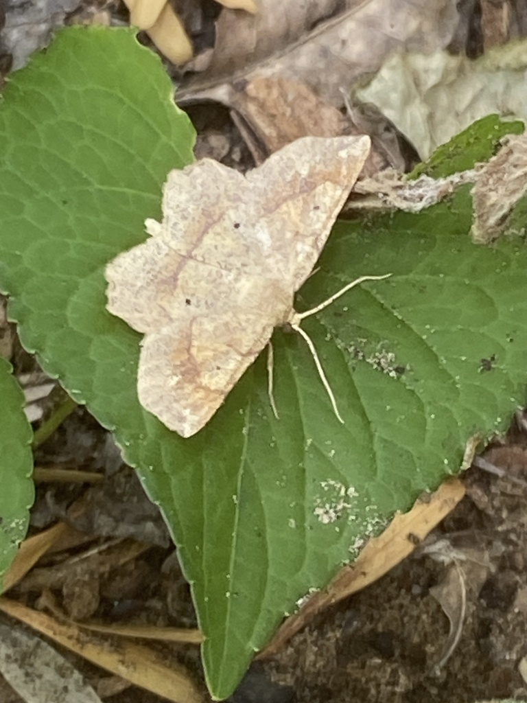 Ochre Euchlaena Moth from David Fort Rd, Argyle, TX, US on June 6, 2023 ...