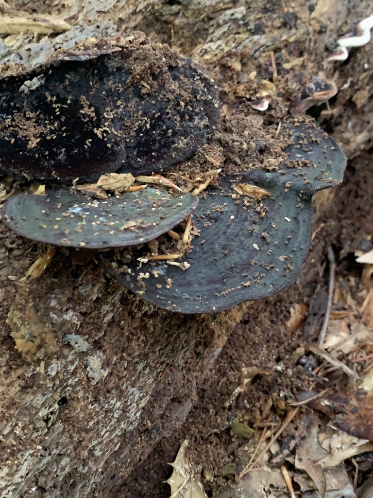 Nigroporus vinosus from Sherrills Ford, NC, US on June 6, 2023 at 01:04 ...
