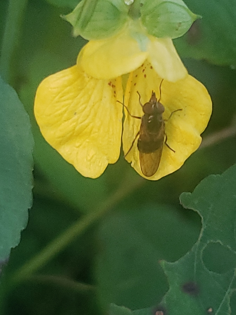 American Snout Fly from Woodcock, PA, USA on July 19, 2021 at 08:24 PM ...