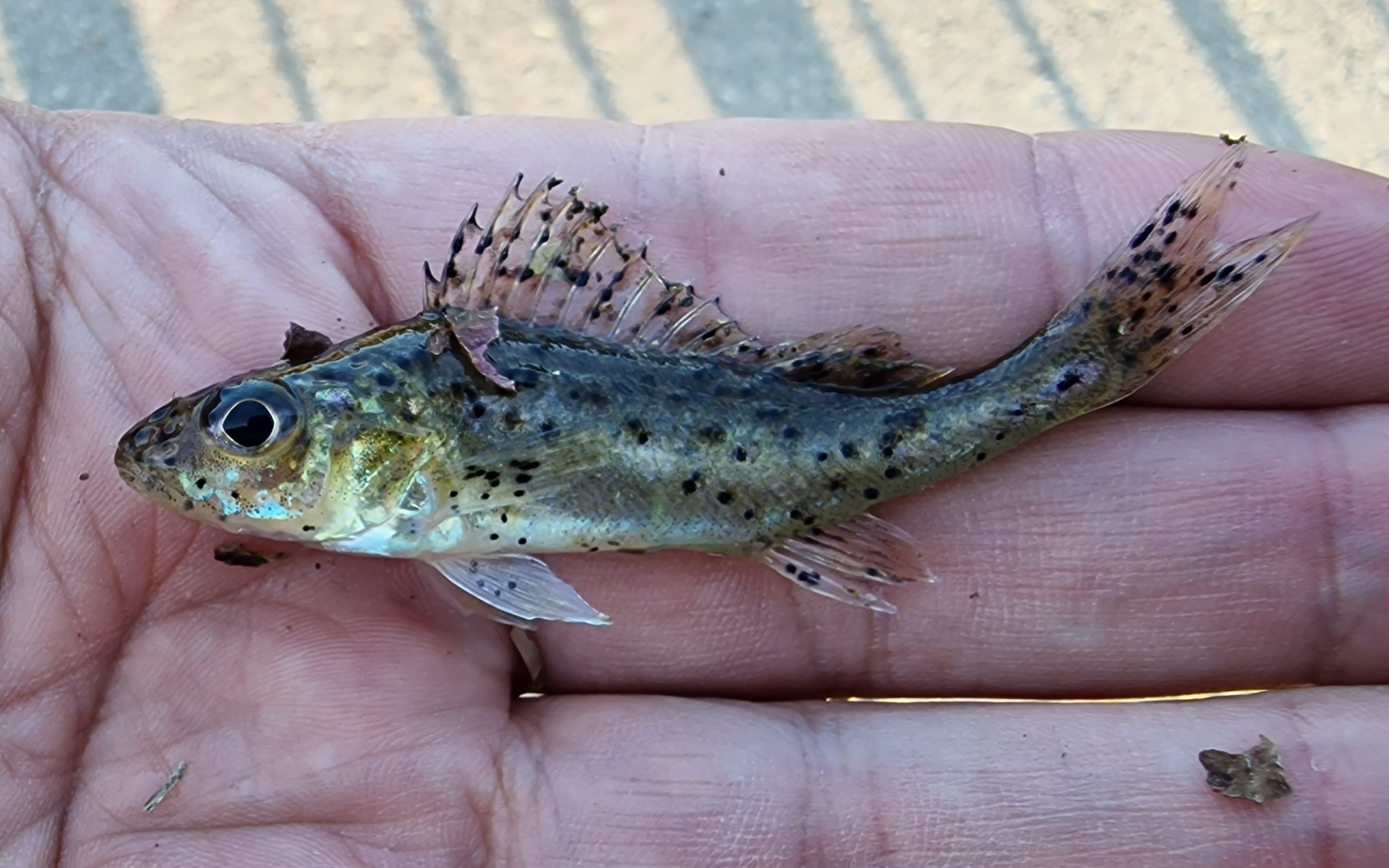 Posthodiplostomum cuticola (von Nordmann, 1832) Dubois, 1936