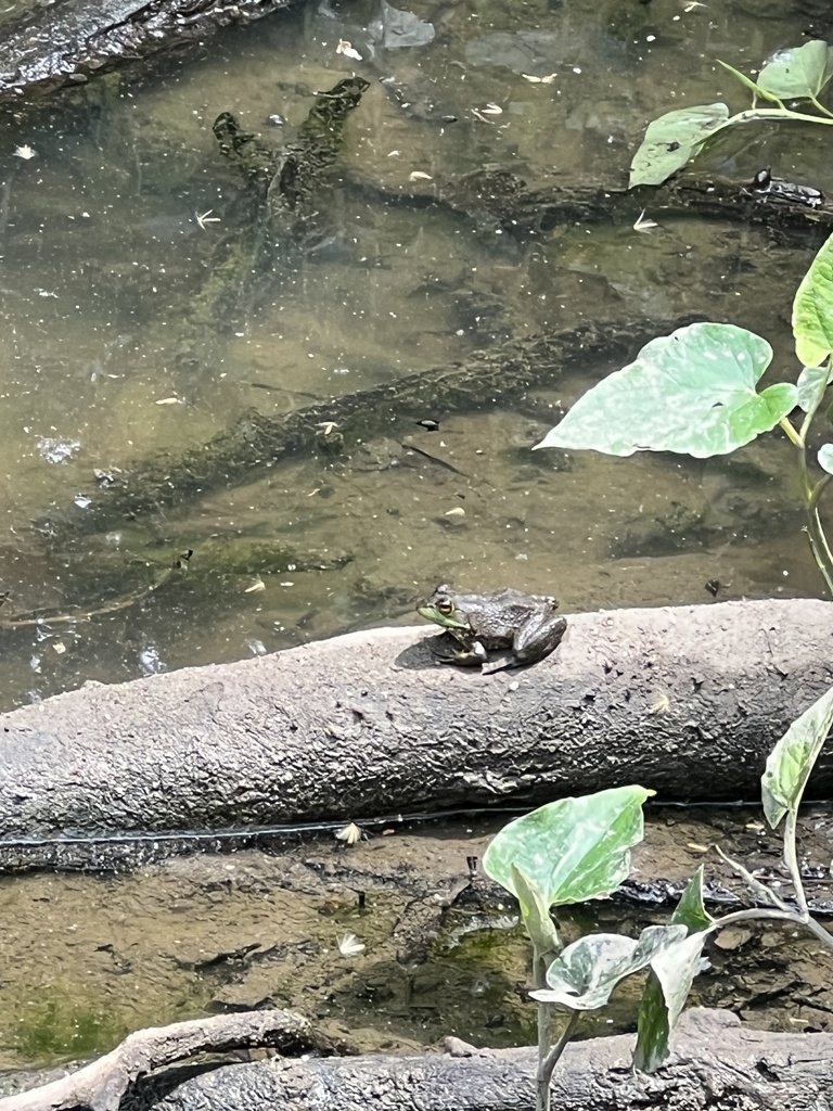 American Bullfrog from Hilliard, OH, US on June 6, 2023 at 12:47 PM by ...