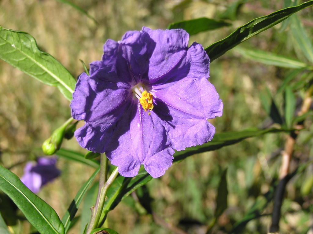 poroporo (Beginners Guide to Canterbury Flora) · BioDiversity4All