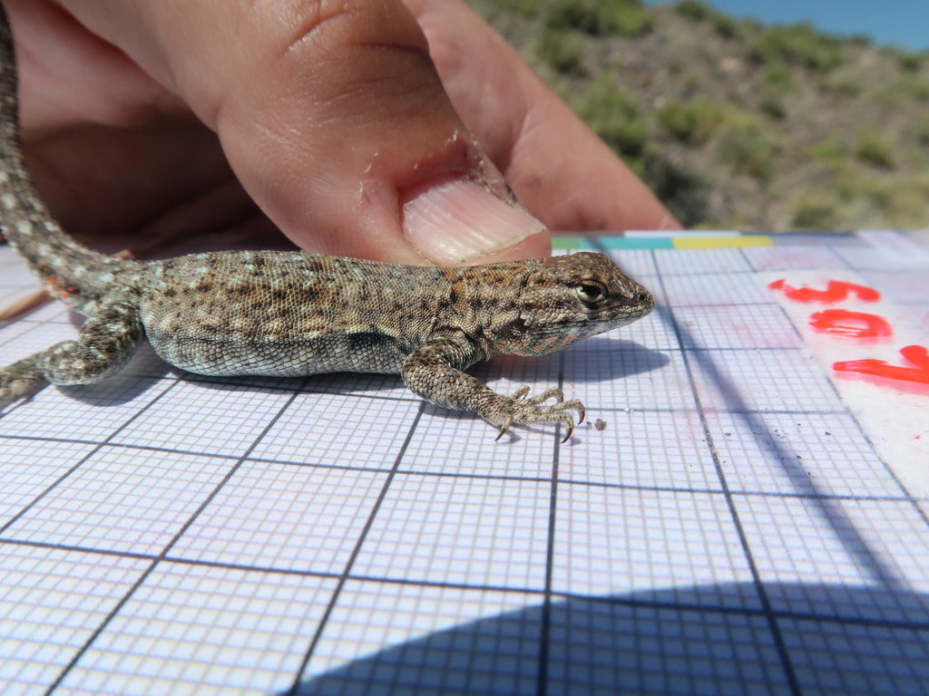Nevada Side-blotched Lizard from Mineral County, NV, USA on June 4 ...