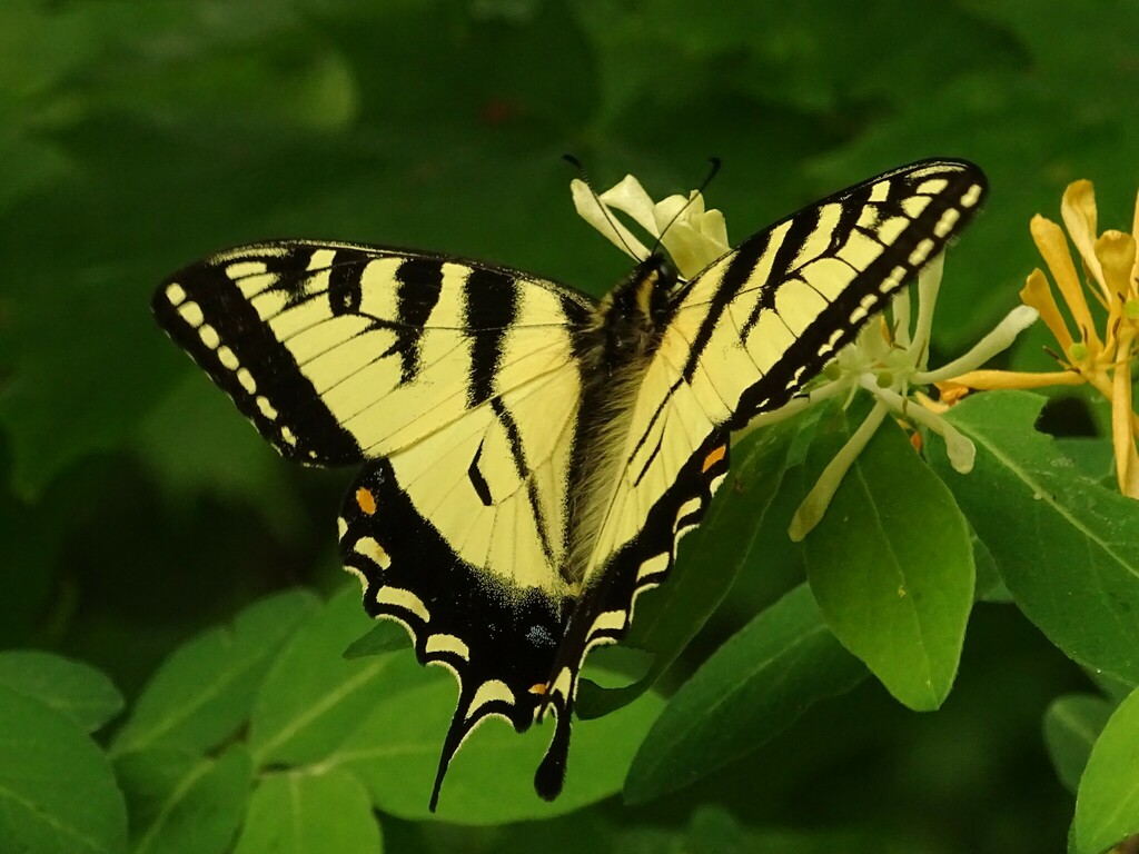Canadian Tiger Swallowtail (Faune de Lac du Cœur, Laurentides | Fauna ...
