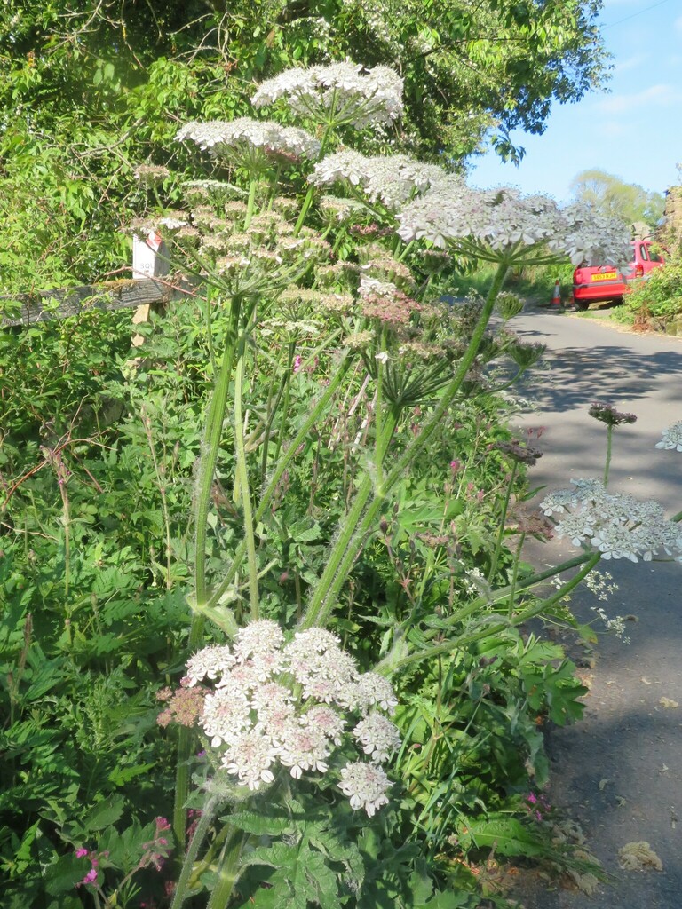 hogweed from Garrigill, Cumbria, UK on 06 June, 2023 at 05:35 PM by ...