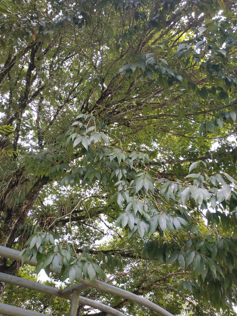 Mexican Elm in September 2021 by markhbfley · iNaturalist
