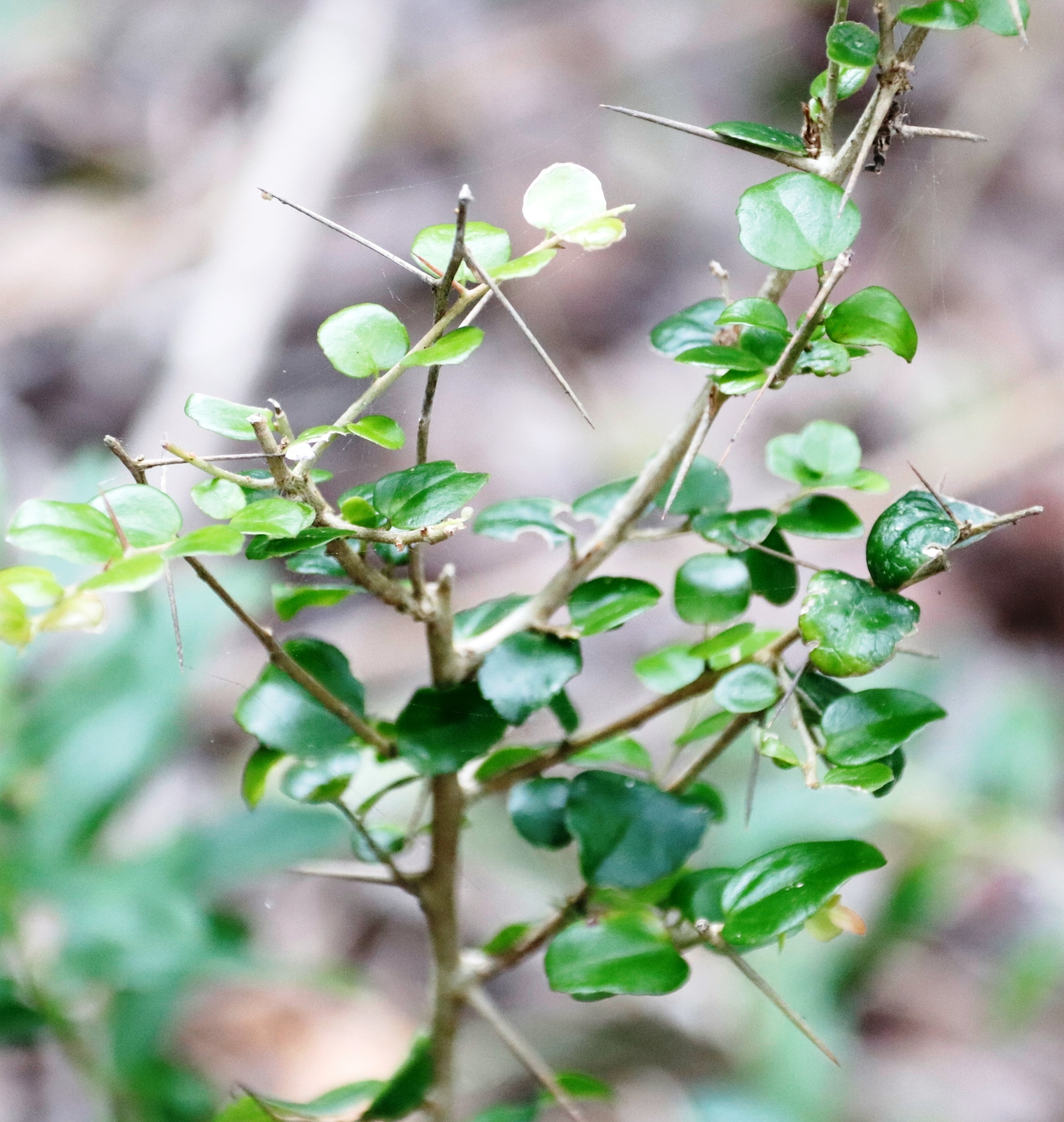 Dovyalis E.Mey. ex Arn.