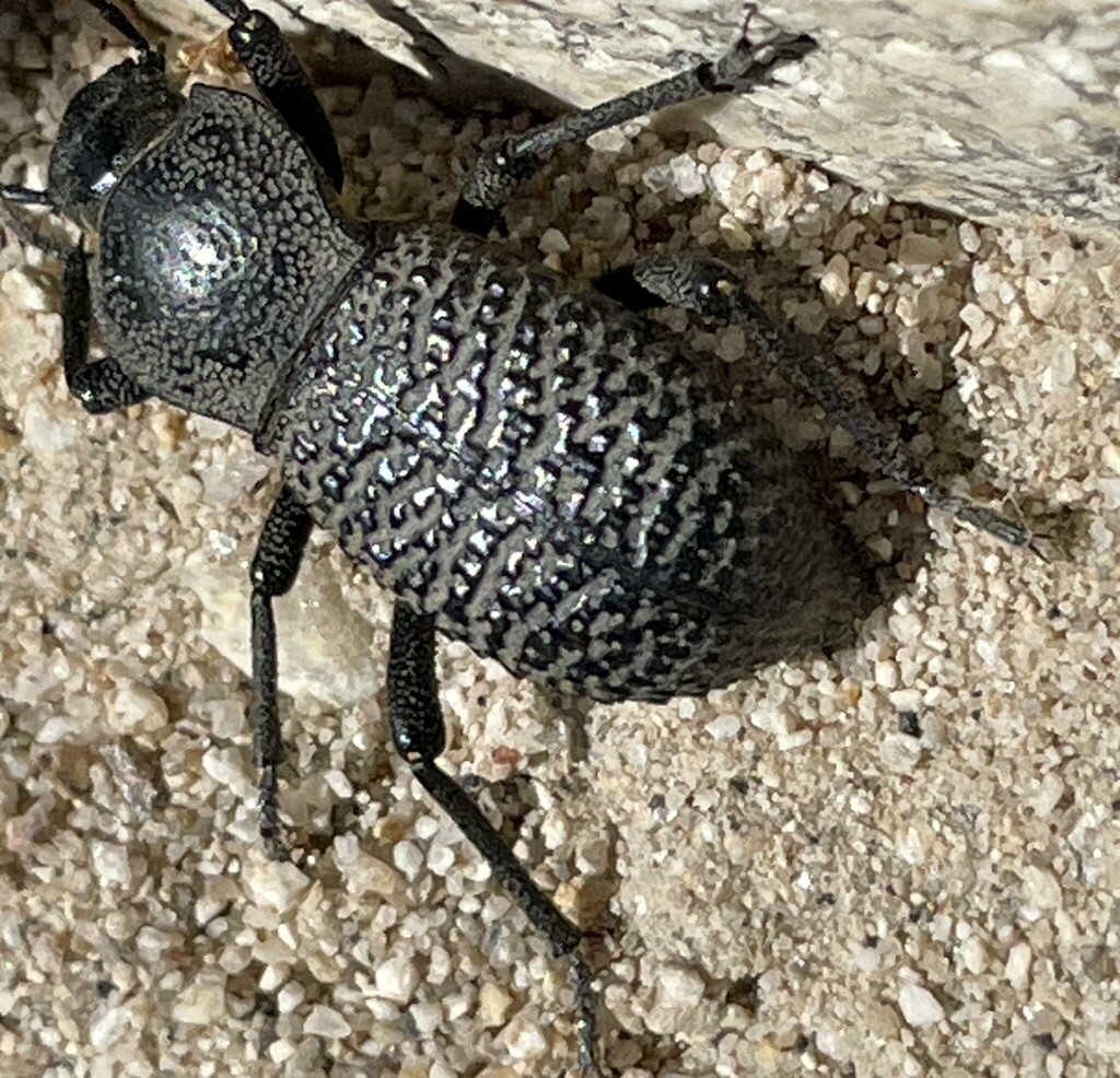 Cryptoglossa variolosa from Coronado National Forest, Tucson, AZ, US on ...