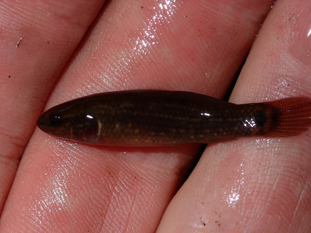 Eastern Mudminnow from Bucks County, PA, USA on June 6, 2023 at 05:58 AM by Zakqary · iNaturalist