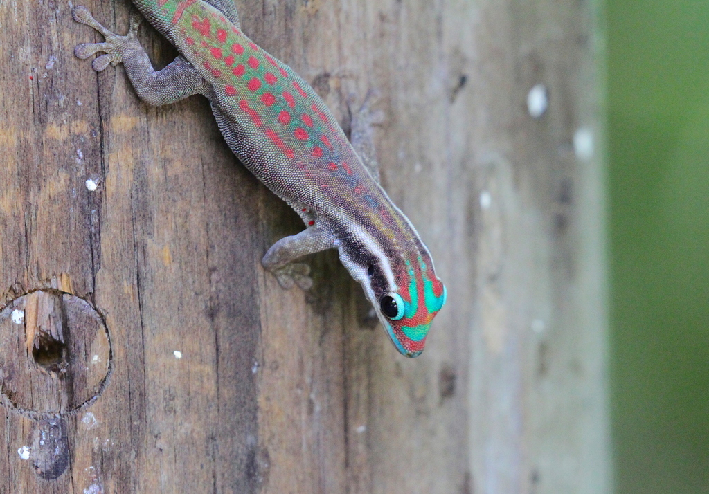 Ornate Day Gecko (Geckos of the world by Parker Taix) · iNaturalist