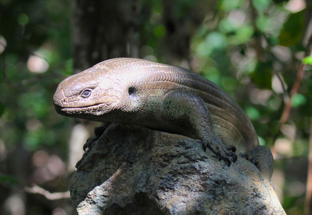 Mauritian Giant Skink in December 2018 by Phil Boyle. Bronze life-sized ...