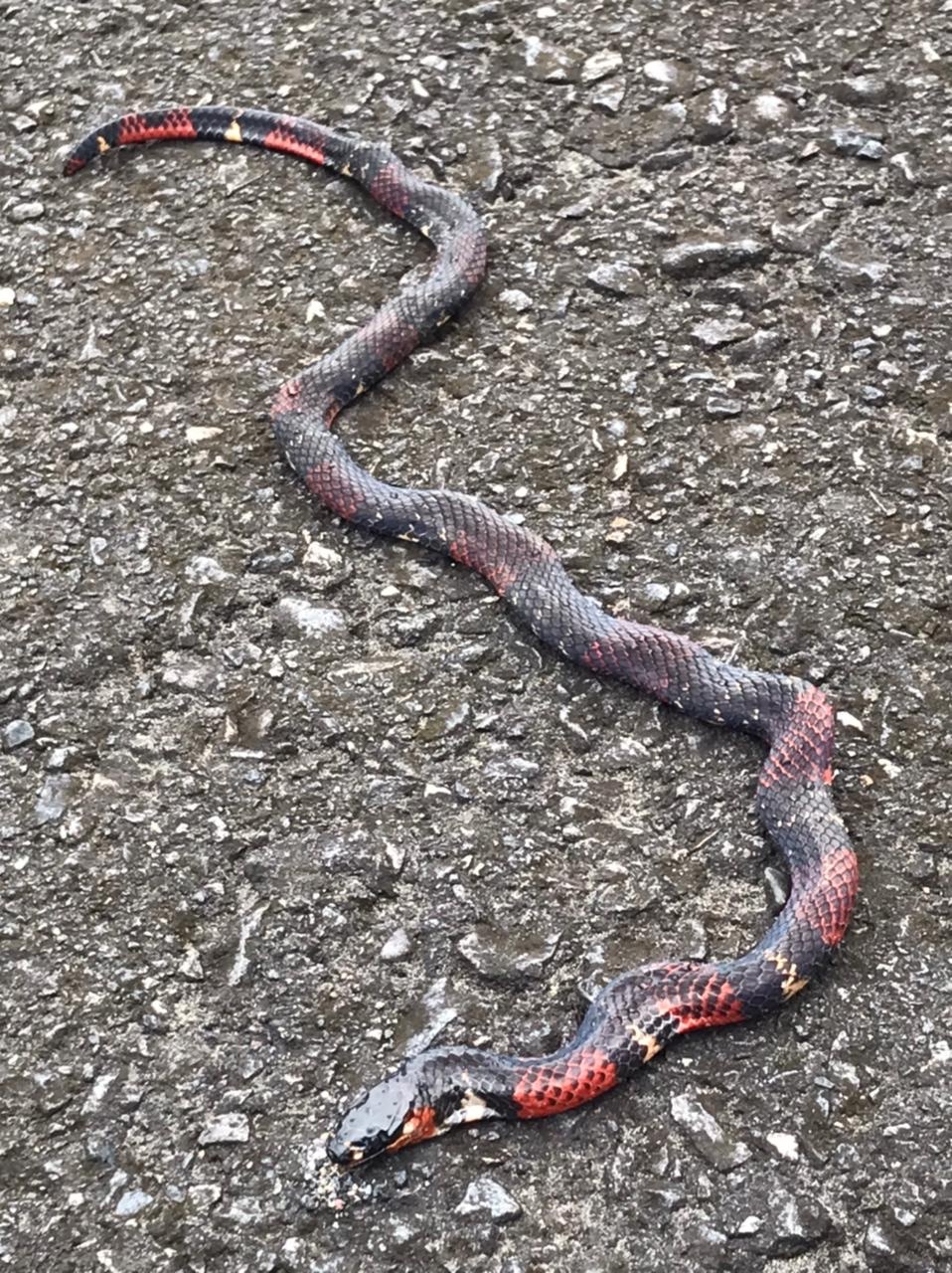 Atractus elaps (Günther, 1858)