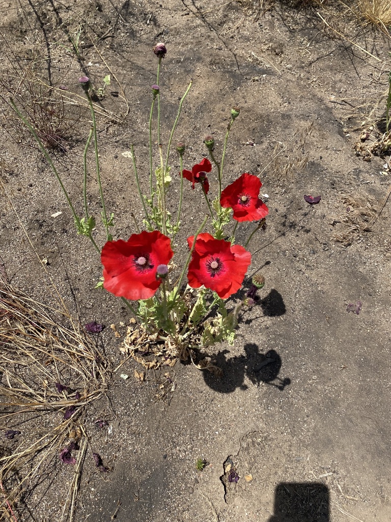 common poppy from Simpson Park, Hemet, CA, US on June 6, 2023 at 11:51 ...