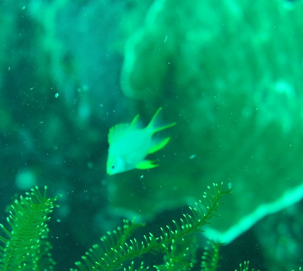 Batuna Damsel in June 2023 by JJ Jackson · iNaturalist