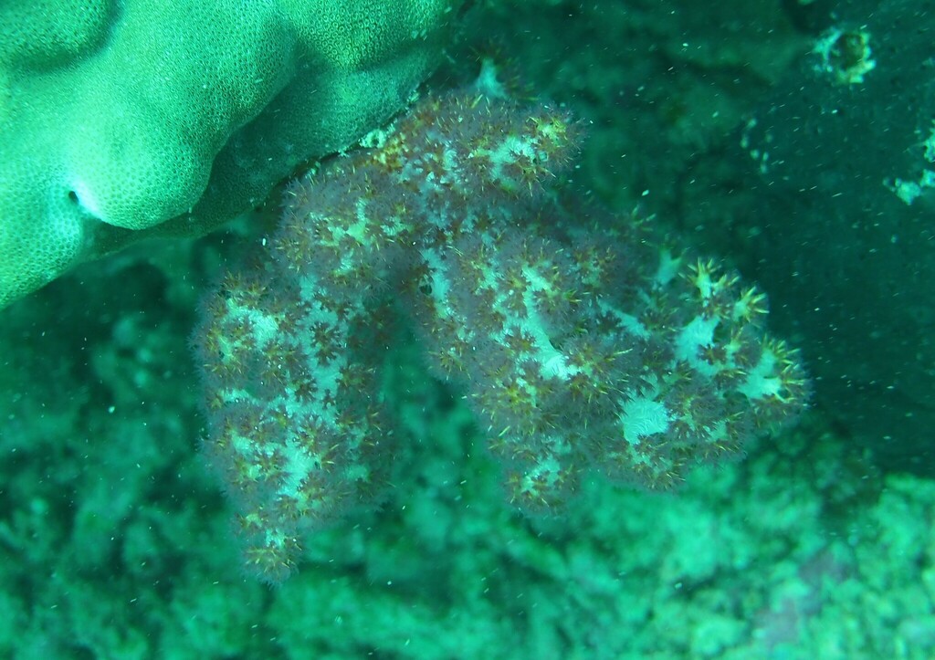 Octocorals from Kota Kinabalu, Sabah, Malaysia on June 5, 2023 at 02:57 ...
