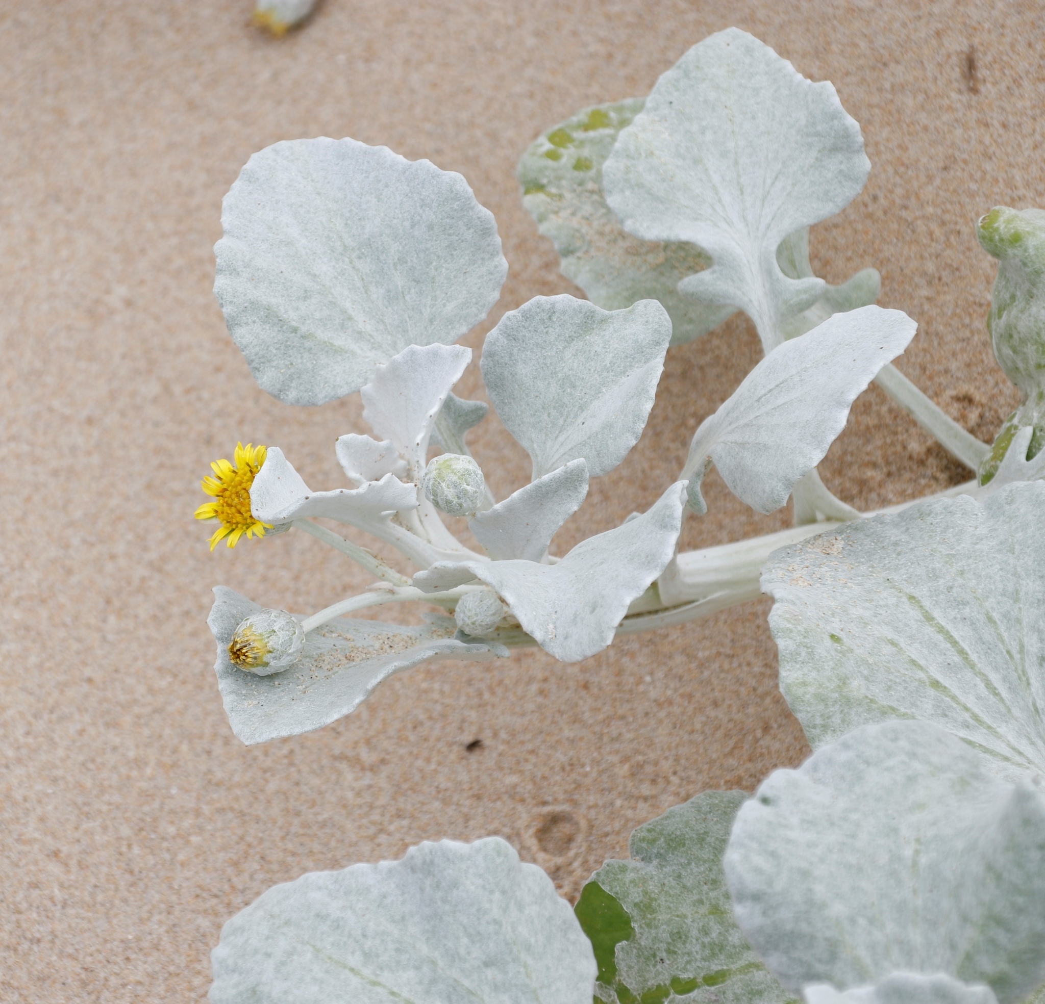 Arctotheca populifolia (P.J.Bergius) Norl.