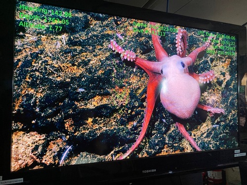 Muusoctopus yaquinae · iNaturalist