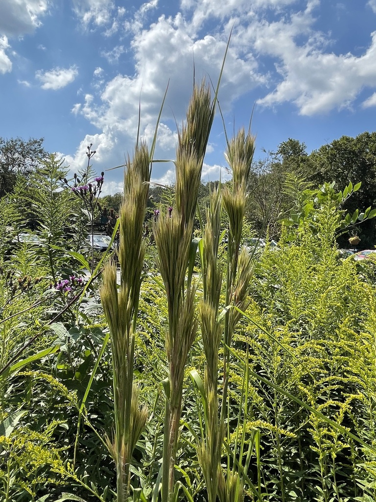 bluestems, thatching grasses, and allies from Blue Heron Nature ...