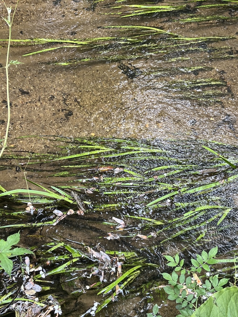American bur-reed from Charles T. Church - Shu Swamp, Locust Valley, NY ...