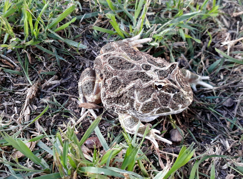 Chacoan Horned Frog from Las Varillas, Córdoba, Argentina on December 1 ...