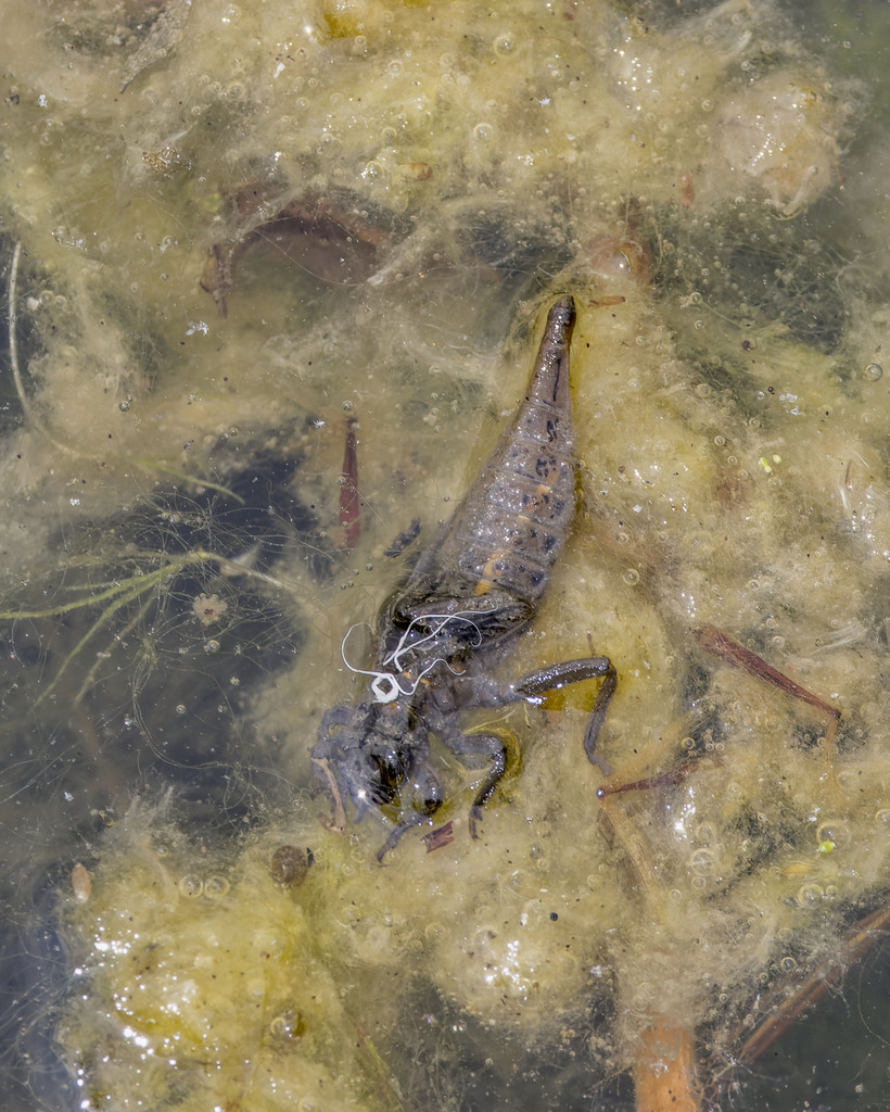 Unicorn Clubtail from Dupage County, IL, USA on June 6, 2023 at 11:08 ...
