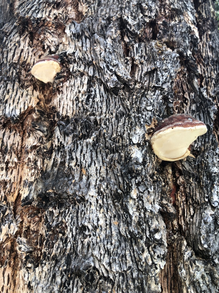 Red Belt Conk from Apache County, US-AZ, US on June 6, 2023 at 12:42 PM ...